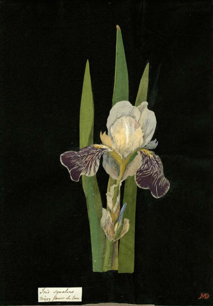 Investigating the Collaging Techniques of Mary Delany | TORCH | The ...